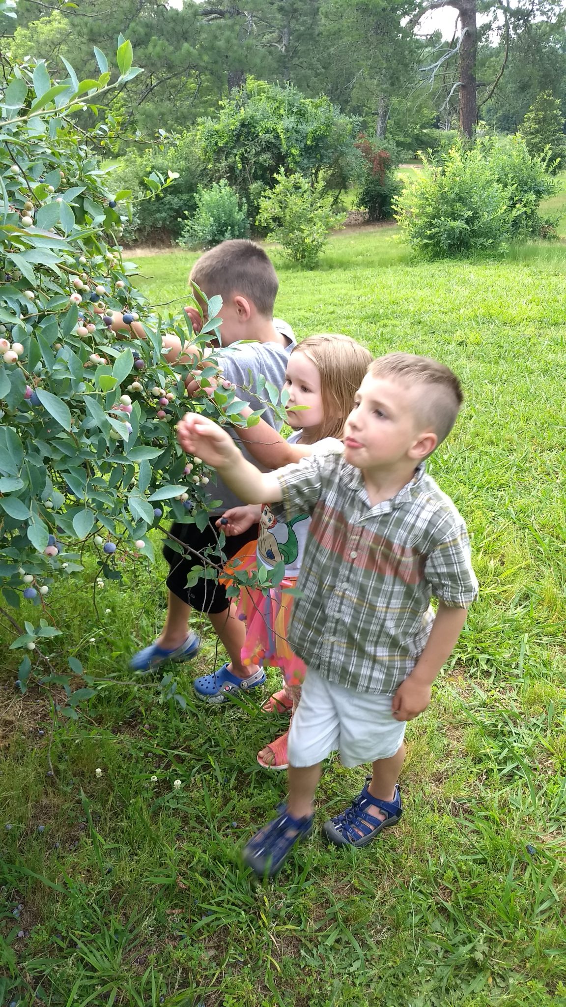 About – The Blueberry Farm